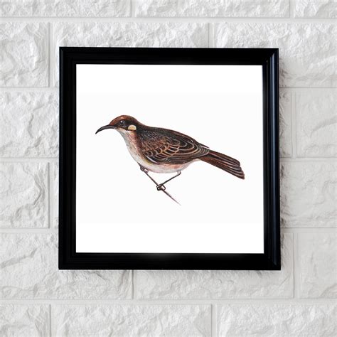 Colored Pencil Bird On Behance
