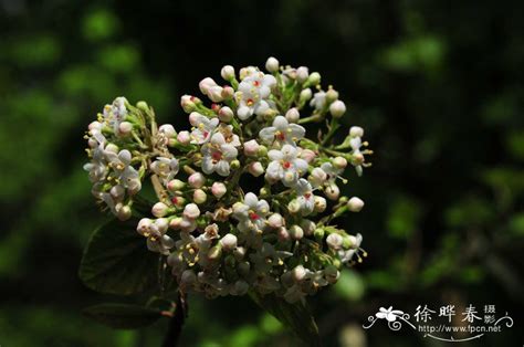 烟管荚蒾Viburnum utile 花卉图片网