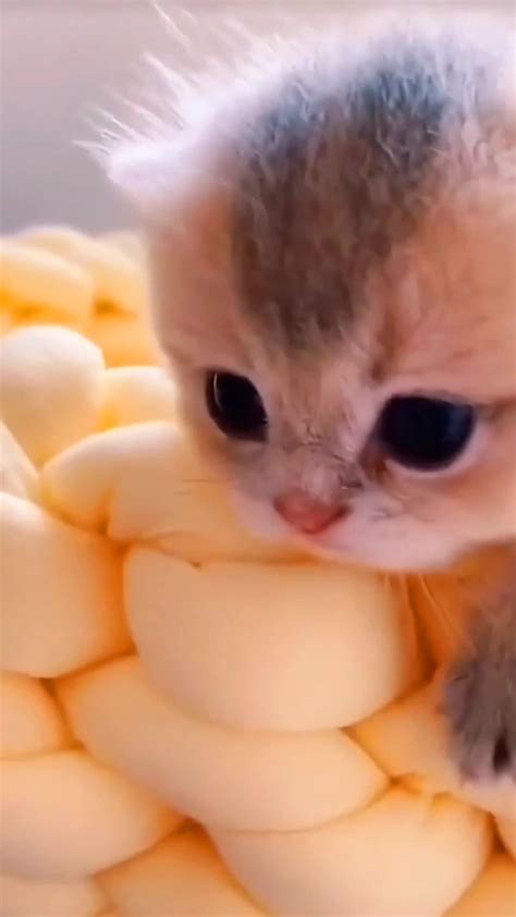 Adorable Tiny Munchkin Kittens First Playtime Cutest Moments Ever