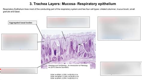 Trachea Cell Diagram