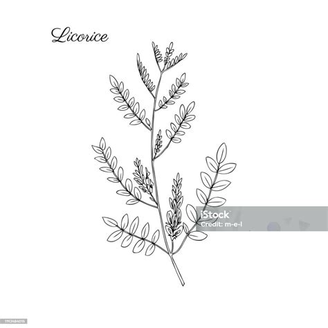 감초 식물 꽃 벡터 손으로 그린 그림 흰색 잉크 스케치 장식 허브 블랙 낙서 디자인 화장품 자연 의학 식품 성분에 대 한 의료 허브 세트 0명에 대한 스톡 벡터 아트 및