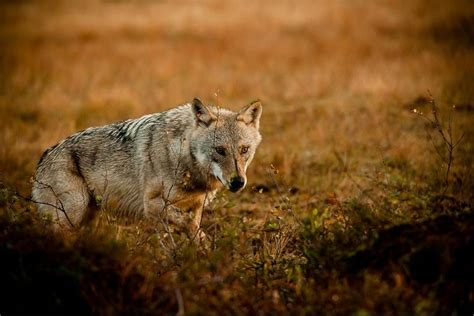 ομορφες εικονες με ζωα Μαθήματα τέχνης Artlessons Gr