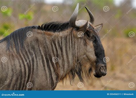 Closeup Shot Of A Wildebeest In Its Habitat Stock Image Image Of Backdrop Wild 255456311