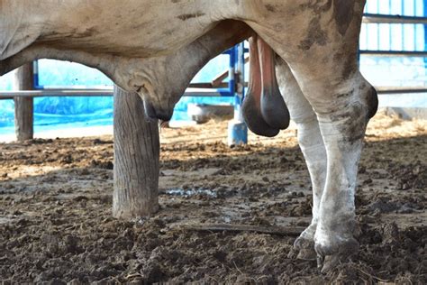 274 Gambar Foto Stok Objek 3d And Vektor Bull Testicles Shutterstock
