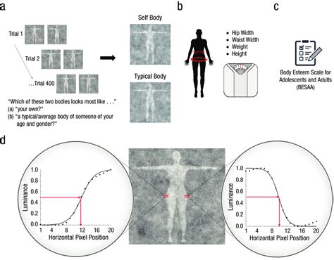 Design Of Experiment 2 Participants Completed Two Reverse Correlation Download Scientific