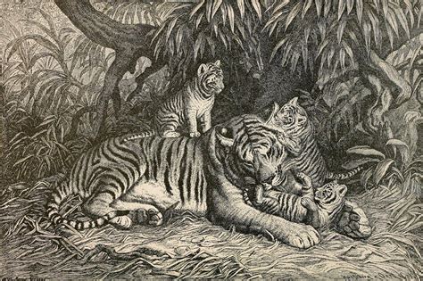 Bengal Tiger Illustration Stock Image C0275317 Science Photo