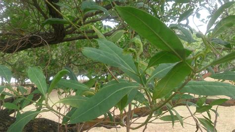 Cyrtophyllum Fragrans Cuidados Plantando Fertilizantes Enfermedades Picturethis