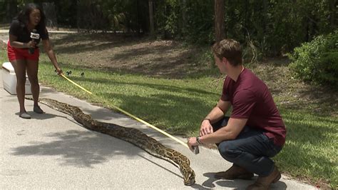 Naples Python Hunter Captures Longest Burmese Python On Record