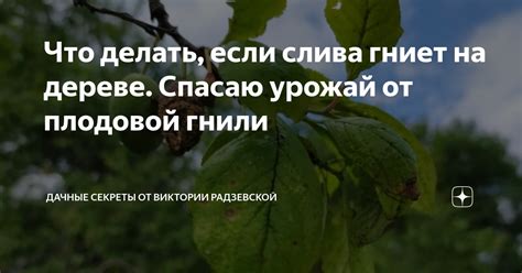Что делать если слива гниет на дереве Спасаю урожай от плодовой гнили