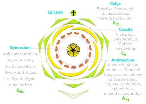 Floral Formula Of Hibiscus Taxonomic Classification And General Characteristics