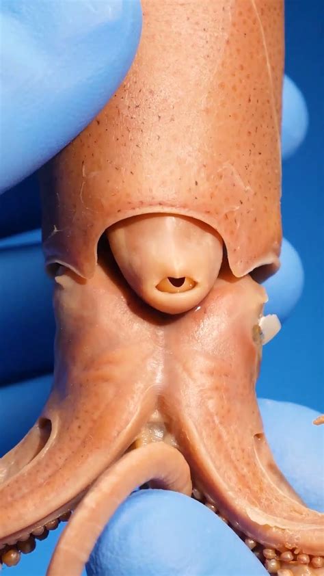 How Do Squids Move Around Youtube