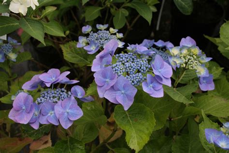 Hydrangea Macrophylla ‘blaumeise Pan Global Plants