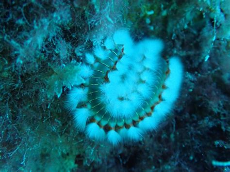 Biodiversity Of Cyprus By Ngo Protection Of The Natural Heritage And