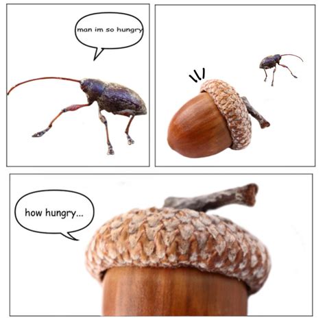 Small Weevil Big Appetite Rweeviltime