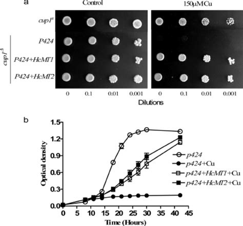 Functional Complementation And Growth Of The Yeast Mutants On Selective Download Scientific