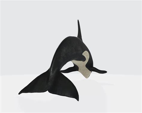 Killer Whale 3d Print Model