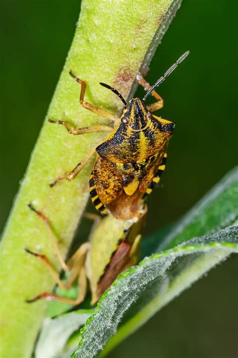 Mating Of Two Shield Bug Stock Photo Image Of Leaf