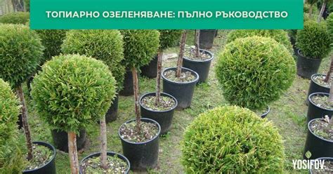 Разсадник за декоративни растения Йосифов