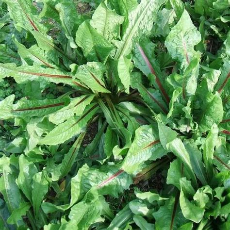 Cicoria Bolognesi Ortofrutta