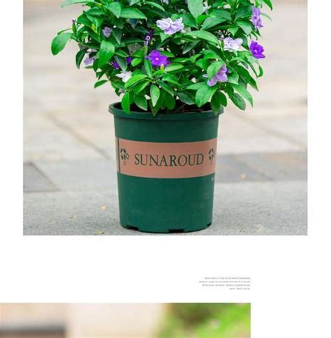 双色茉莉 花植网