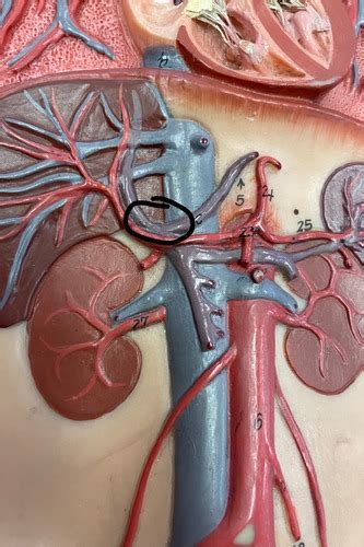 Hepatic Portal Circulation Flashcards Quizlet