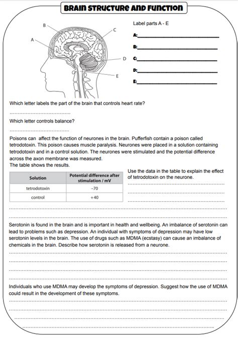 Brain Structure And Function Teaching Resources
