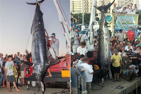 무려 416kg괴물 청새치 잡혀 나우뉴스