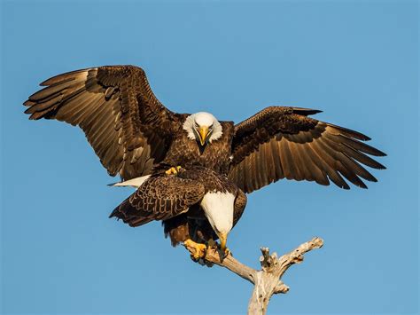 Do Bald Eagles Mate For Life Birdfact