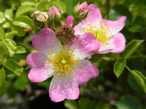 トゲナシテリハノイバラとベニバナテリハノイバラの花 樹木好き I Love Trees