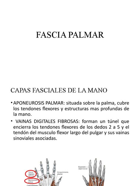 Fascia Palmar Pdf