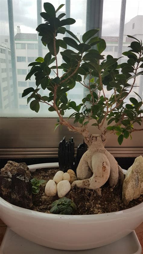 화분배모양 화분빈 화분 당근마켓 중고거래