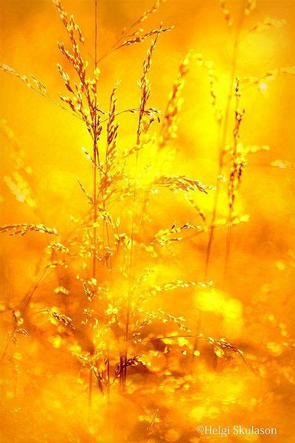55 Xanthic Colour Ideas Shades Of Yellow Yellow Aesthetic Yellow Color