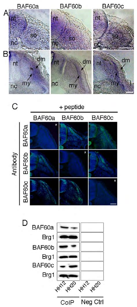 Fig S1 Expression Of Baf60 Variants In Developing Somites In Situ