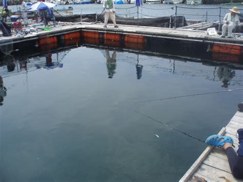 隼人の新鮮釣り情報OSAKAなう 2017年7月23日 海上釣り堀サザン樽井漁港