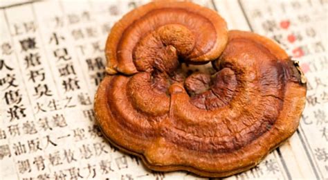 The Magical Effects Of Ganoderma Lucidum Triterpenoids