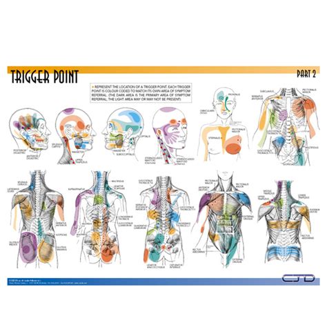 Trigger Point Map 2 International Wellnes Supplies