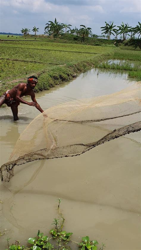 Net Fishing Catching Lot Of Fish By Cast Net Fishing With Beautiful