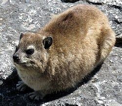 Gigantohyrax Wikipedia