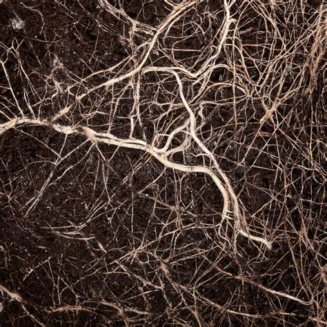 Roots In A Soil Stock Photo Image Of Conservation Botany