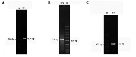Identification Of Blastocystis Subtypes Download Scientific Diagram