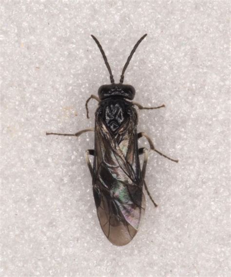 Genus Eutomostethus Sawflies