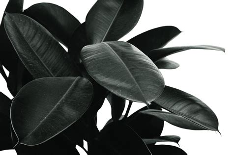 Is Rubber Plant Ficus Elastica Toxic To Cats Cat World