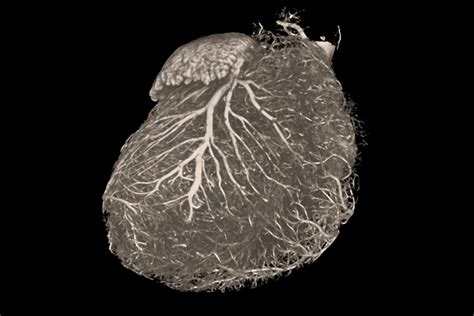 Non Destructive X Ray Imaging Of Life Science Specimens