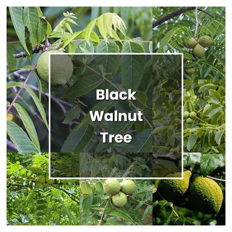 How To Grow Black Walnut Tree Plant Care Tips NorwichGardener