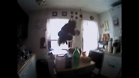 Watch Squirrel Lunges At Police Officer Inside Upstate New York Home