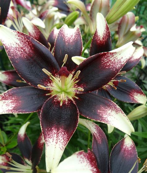 Lilium Lily Nettys Pride Bulbtuberroot Garden Seeds Market