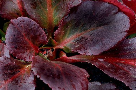 Bergenia Sakura Elephants Ears Garden