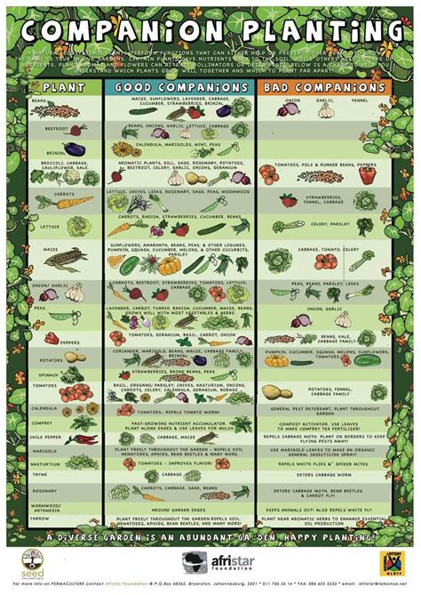 Vegetable Garden Planting Chart