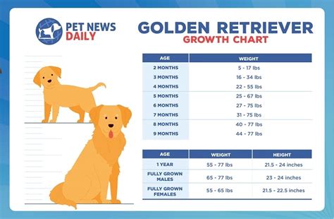 Golden Retriever Growth Chart Size Weight Calculations
