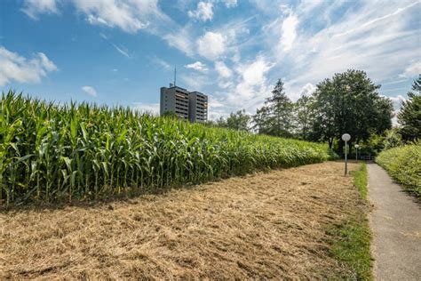 Corn Field And Sunflowers On The Outskirts Of Residential Areas Of Bern